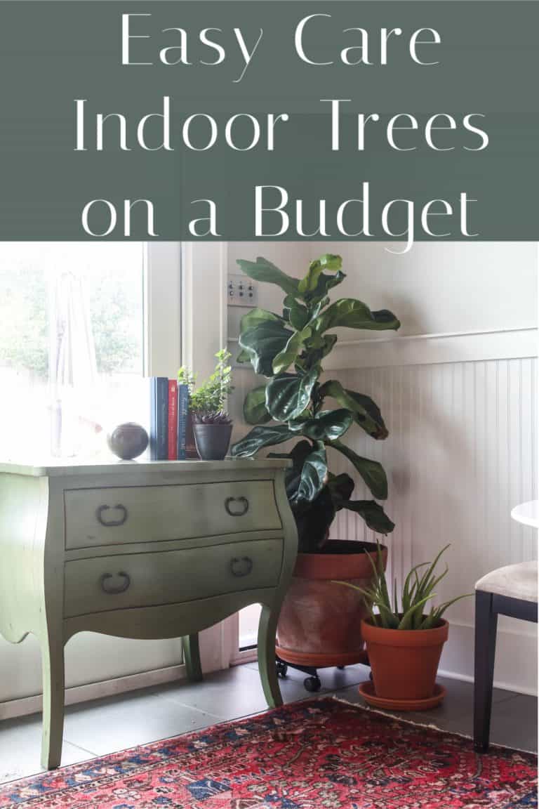 3 Low Cost, Low Maintenance Indoor Trees - Design Morsels