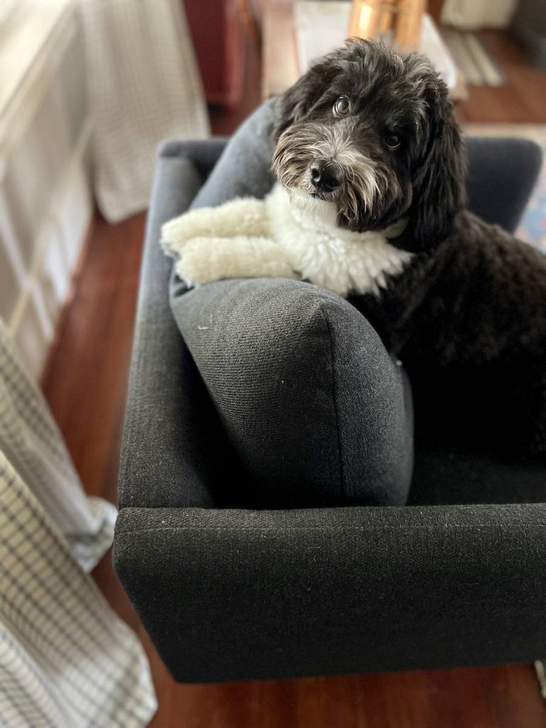 Dog-Friendly Chairs: The Ultimate Guide for Pet Owners - Design Morsels